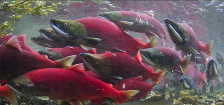 salish sea pink salmon Archives - Ray's